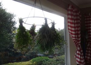 The Book Trail The Berwick of Sunwise with Helen Steadman - The Book Trail